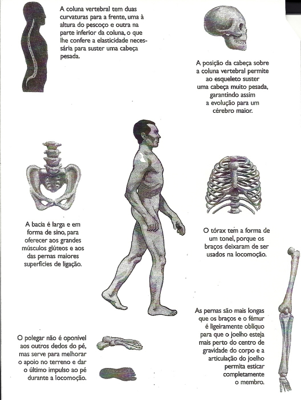 Características Homem